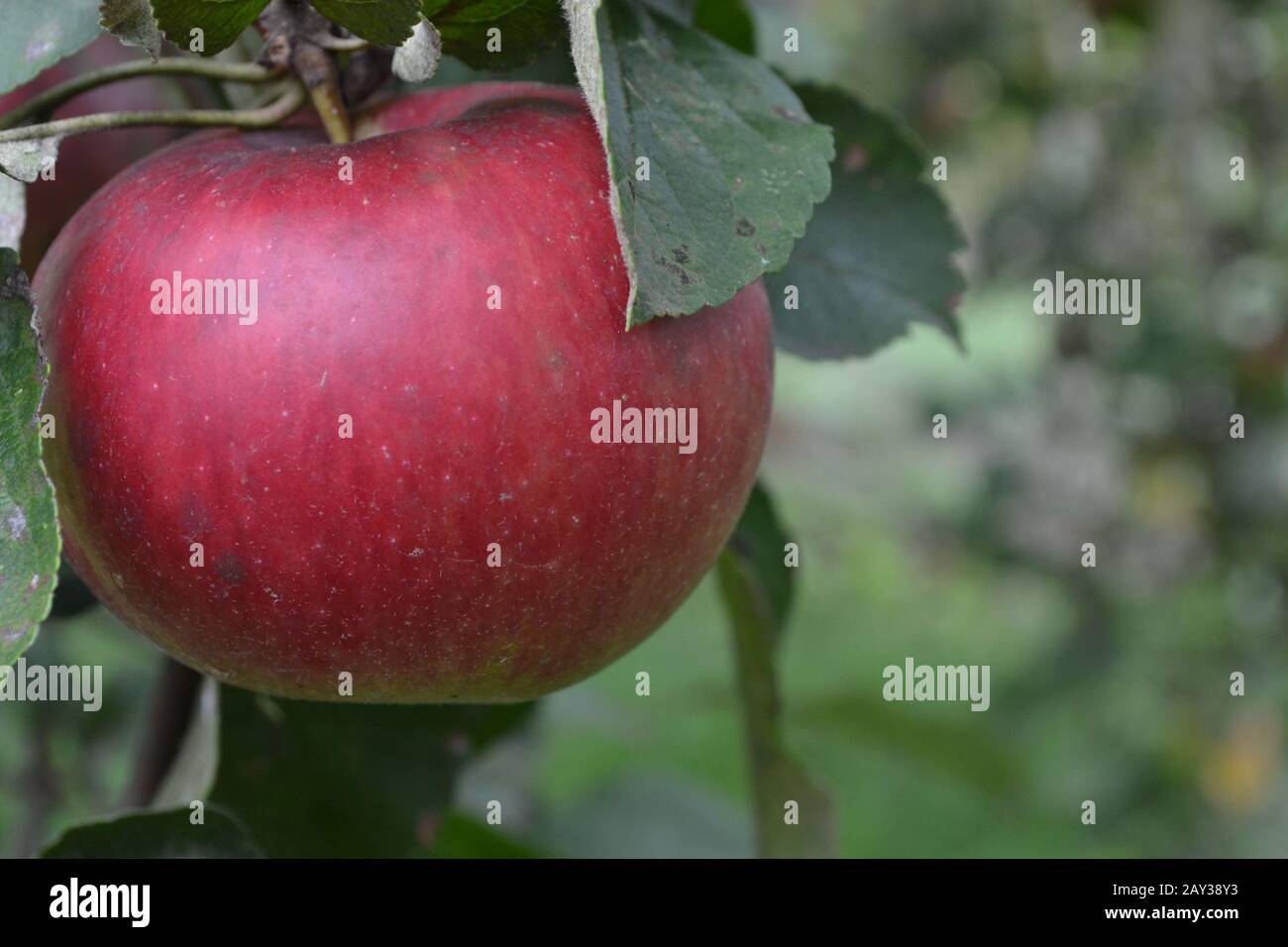 Apple. Grade Jonathan. Apples are red. Winter grade. Fruits apple on ...