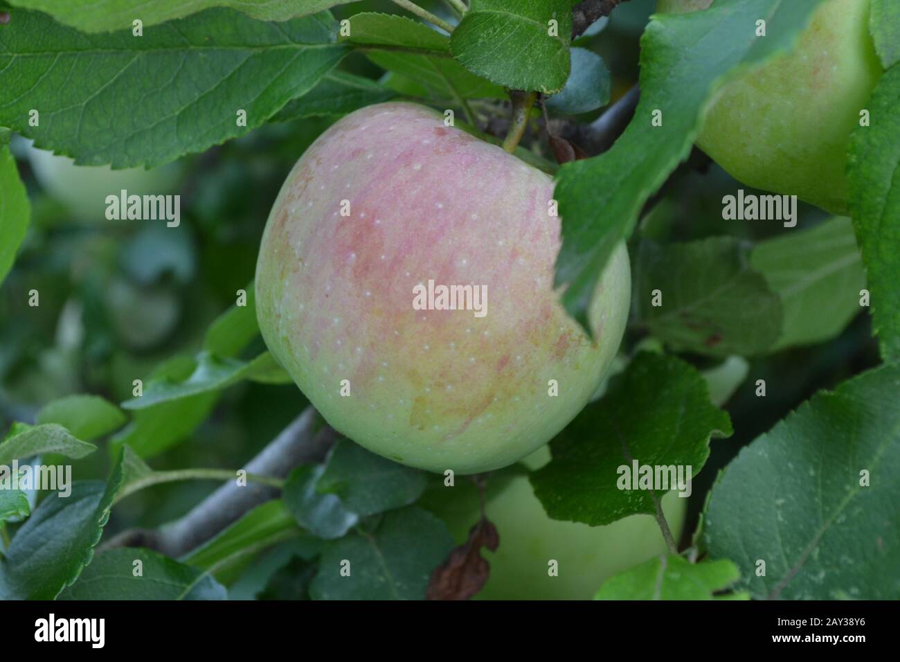 Apple. Grade Florina. Apples average maturity. Fruits apple on the ...