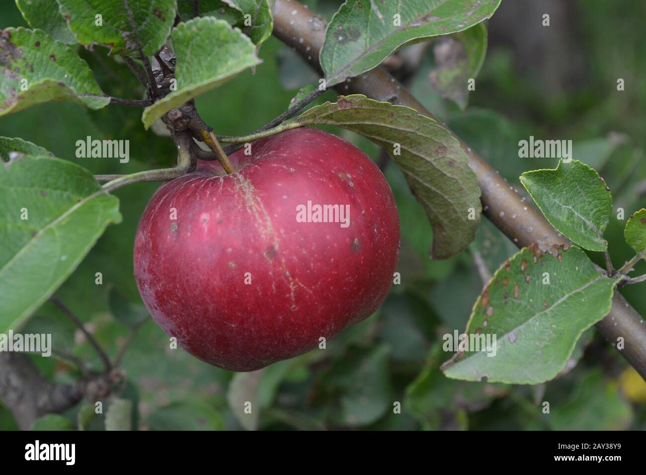 Apple. Grade Jonathan. Apples are red. Winter grade. Fruits apple on ...