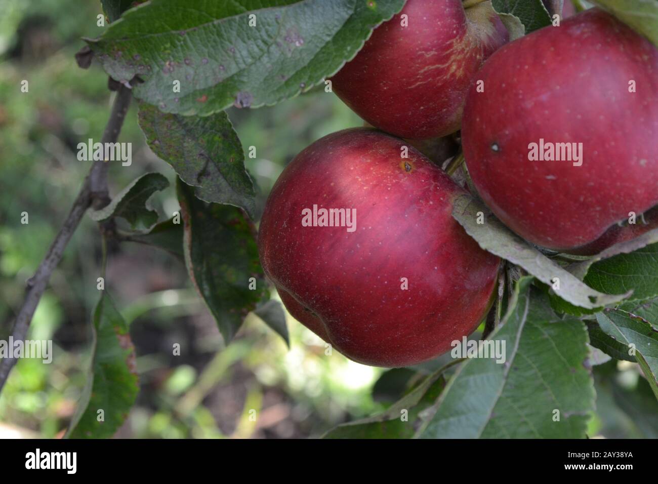 Apple. Grade Jonathan. Apples are red. Winter grade. Farm. Fruits apple ...