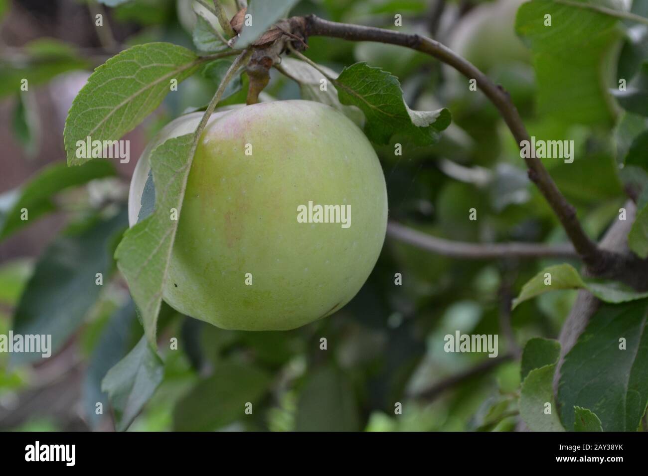 Apple. Grade Florina. Apples average maturity. Fruits apple on the ...