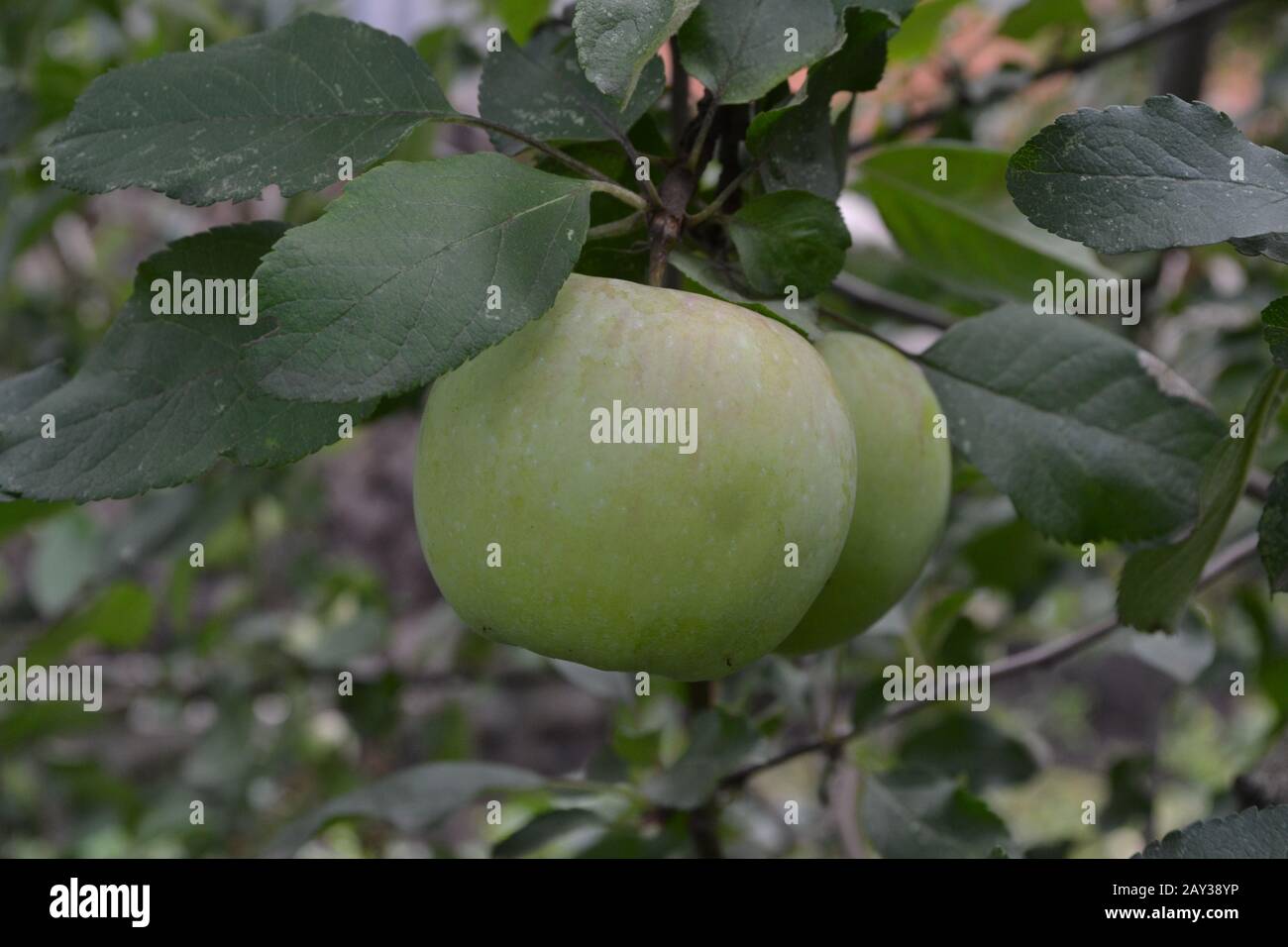 Apple. Grade Florina. Apples average maturity. Fruits apple on the ...