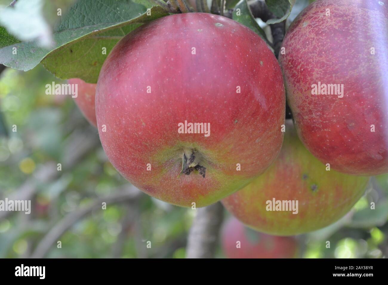 Apple. Grade Jonathan. Apples are red. Winter grade. Garden. Farm ...