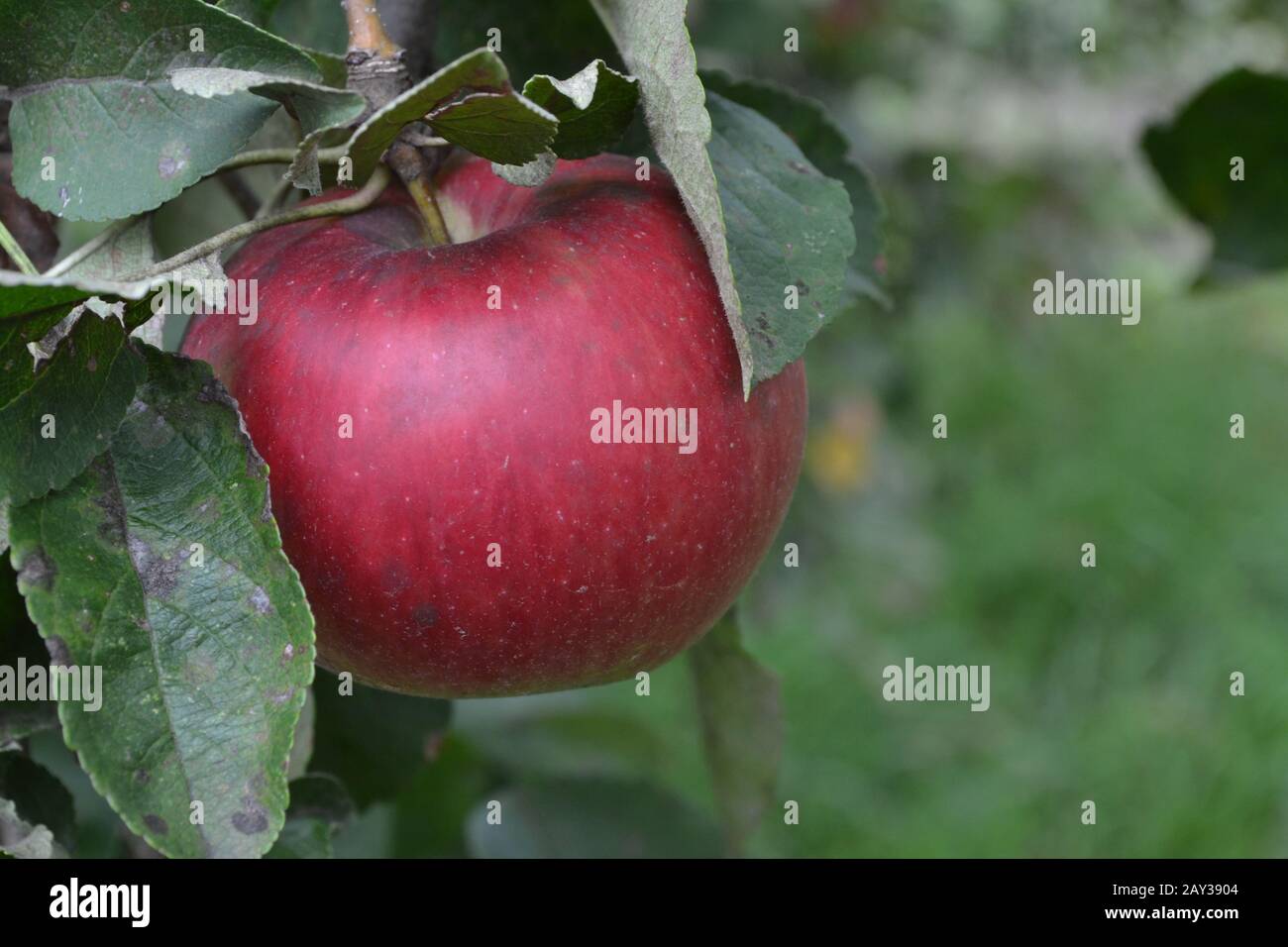 Apple. Grade Jonathan. Apples are red. Winter grade. Fruits apple on ...