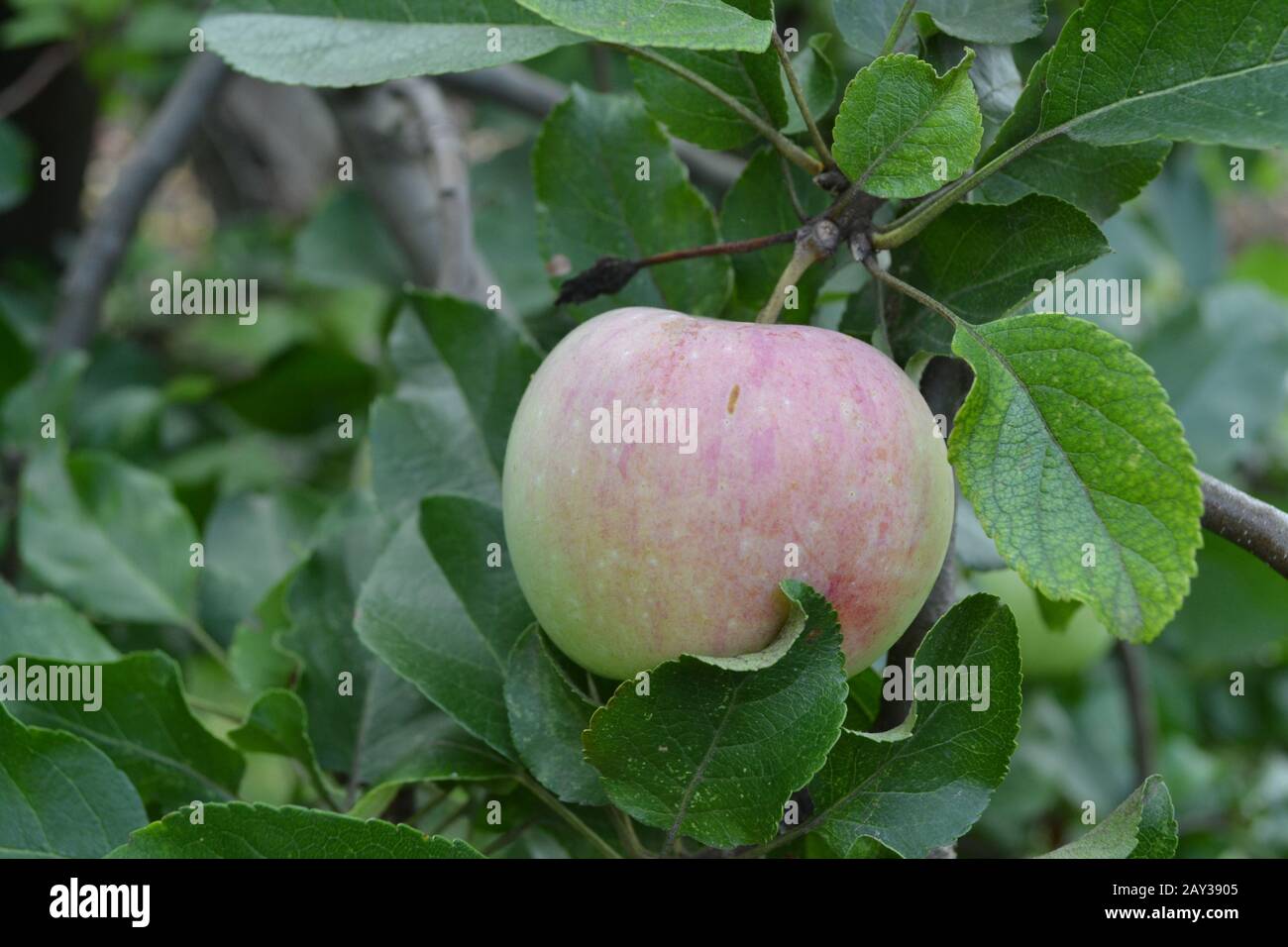 Apple. Grade Florina. Apples average maturity. Fruits apple on the ...