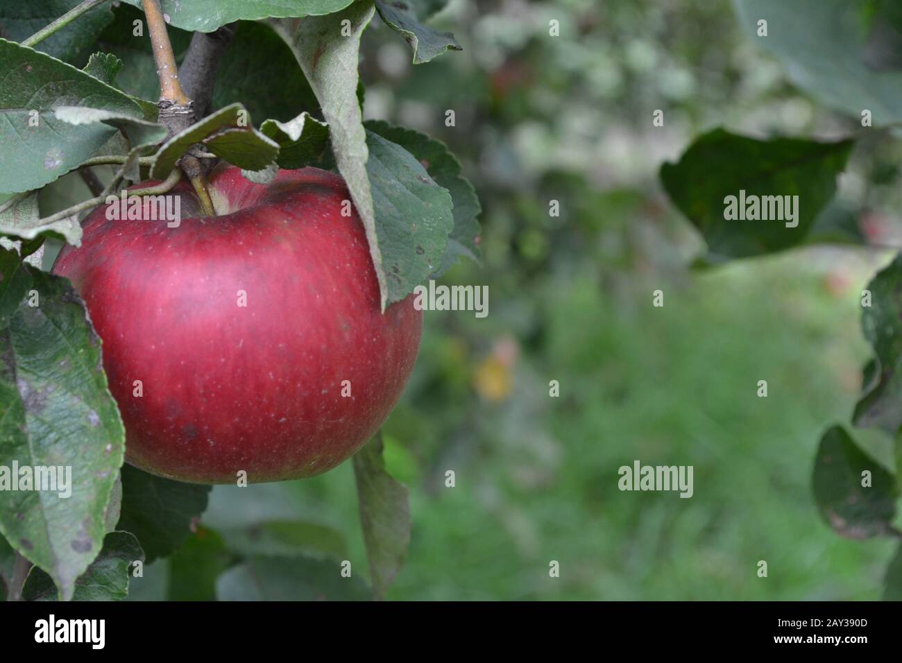 Apple. Grade Jonathan. Apples are red. Winter grade. Fruits apple on ...