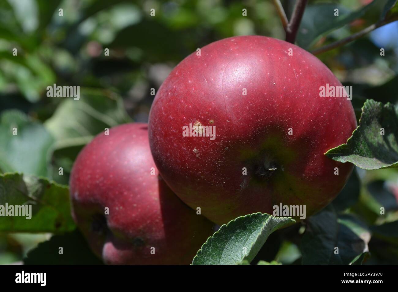 Apple. Grade Jonathan. Apples average maturity. Agriculture. Growing ...