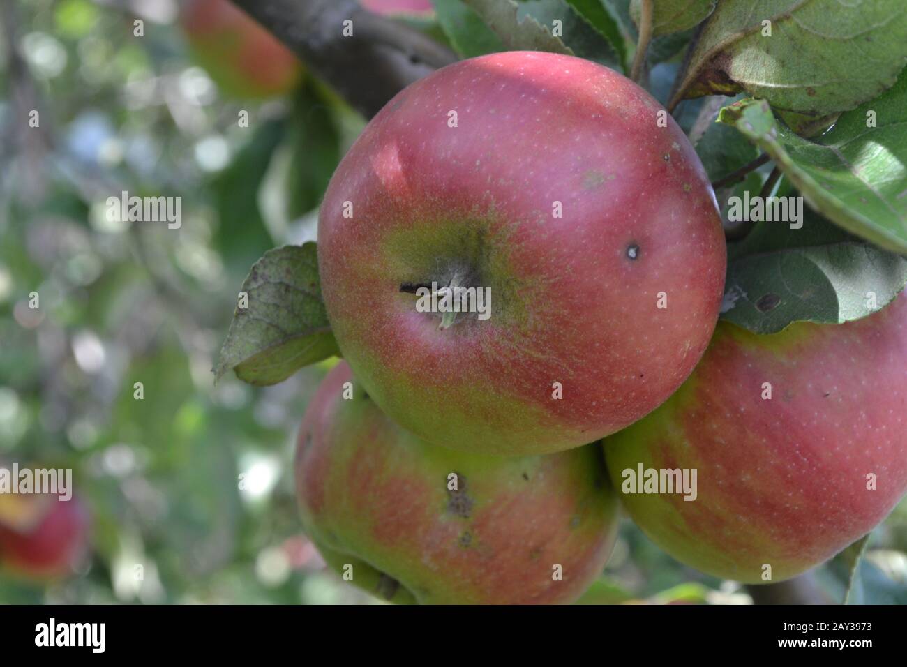 Apple. Grade Jonathan. Apples average maturity. Growing fruits. Garden ...