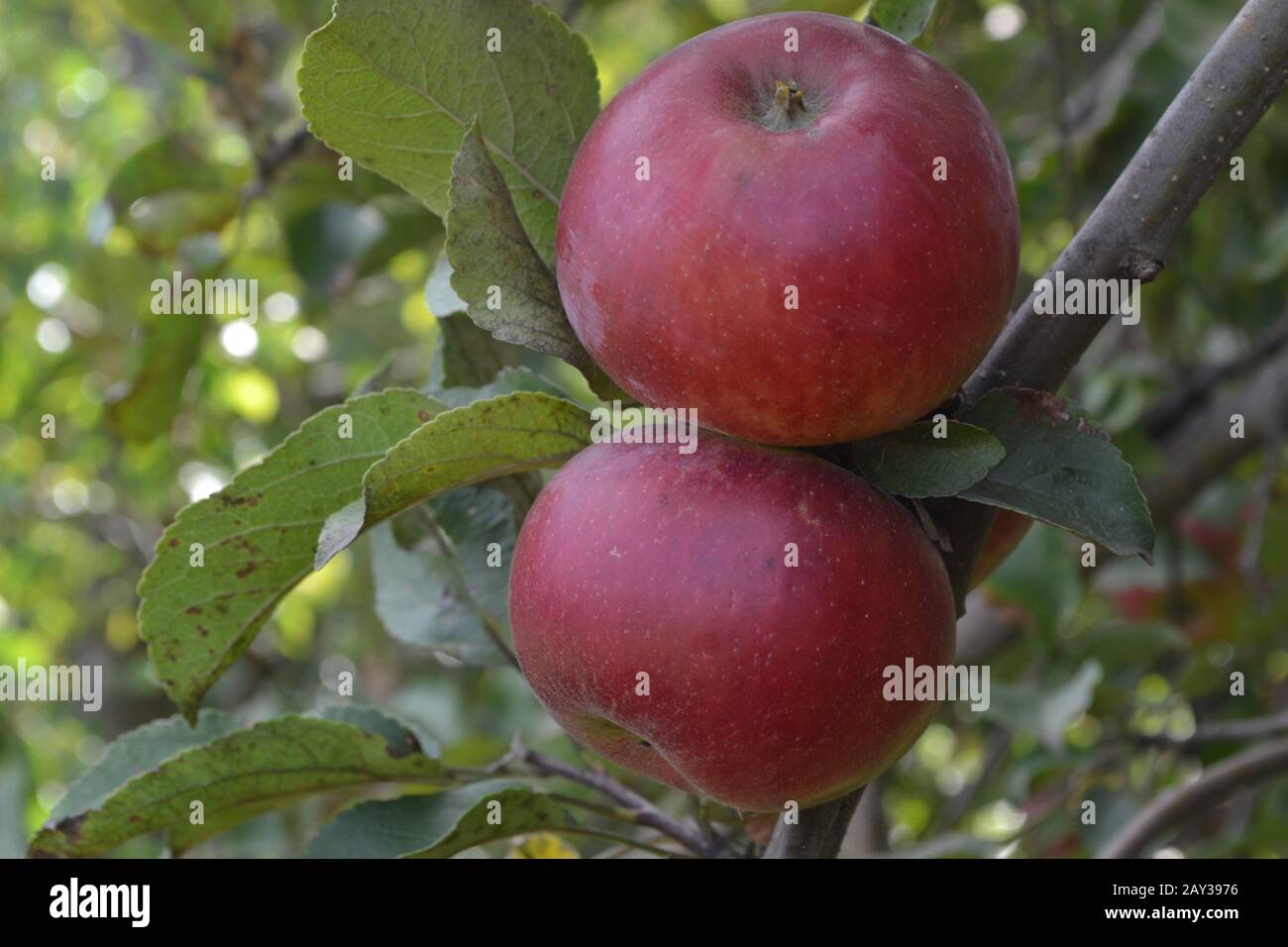 Apple. Grade Jonathan. Apples are red. Winter grade. Growing fruits ...