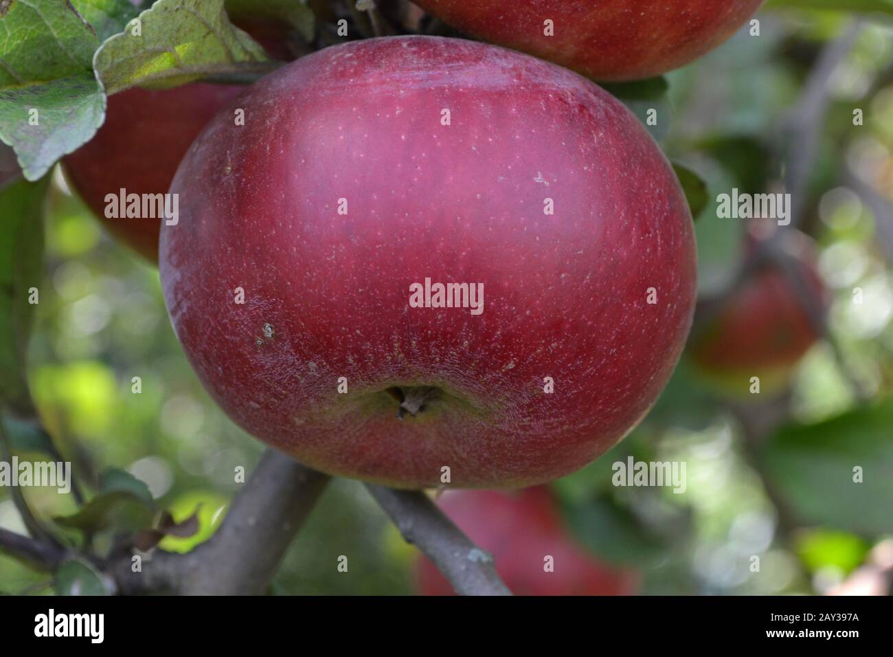 Apple. Grade Jonathan. Apples are red. Winter grade. Growing fruits ...