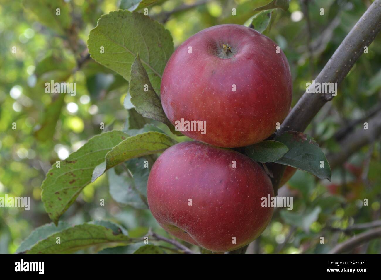 Apple. Grade Jonathan. Apples are red. Winter grade. Growing fruits ...