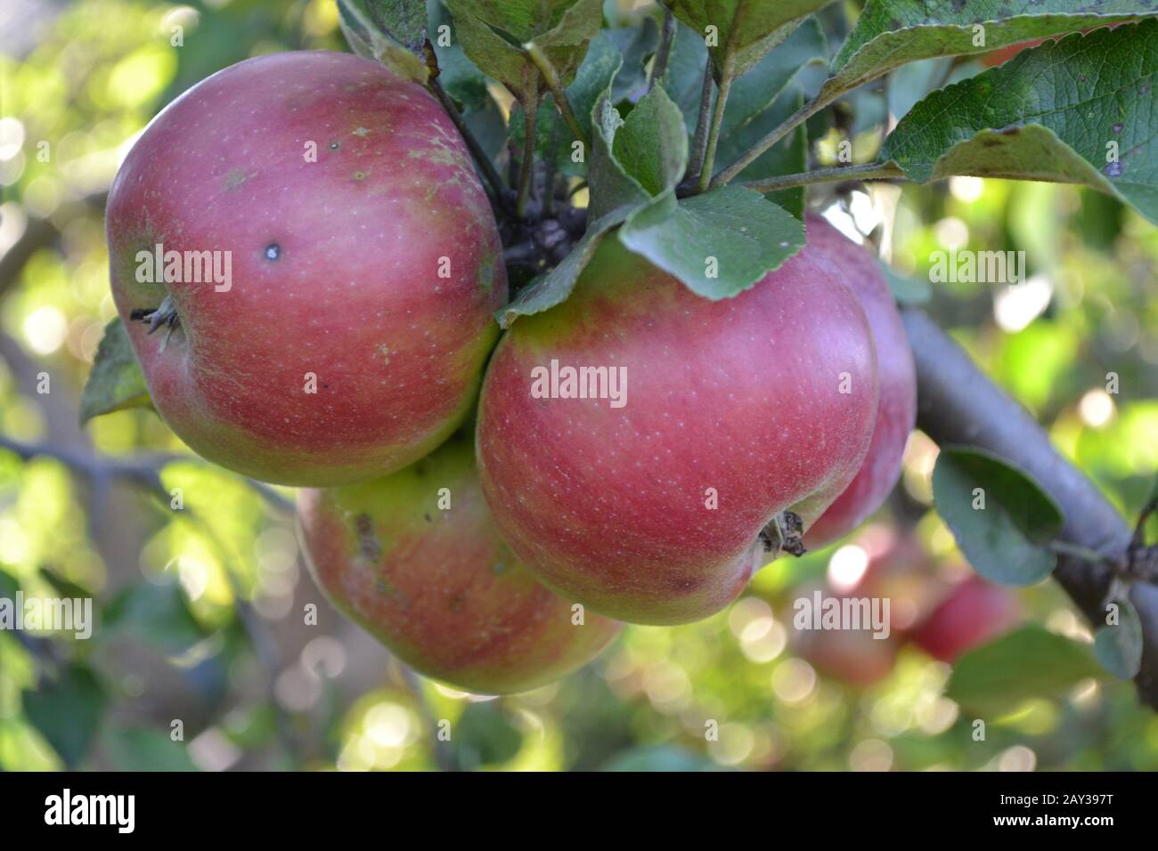 Apple. Grade Jonathan. Apples are red. Winter grade. Growing fruits ...