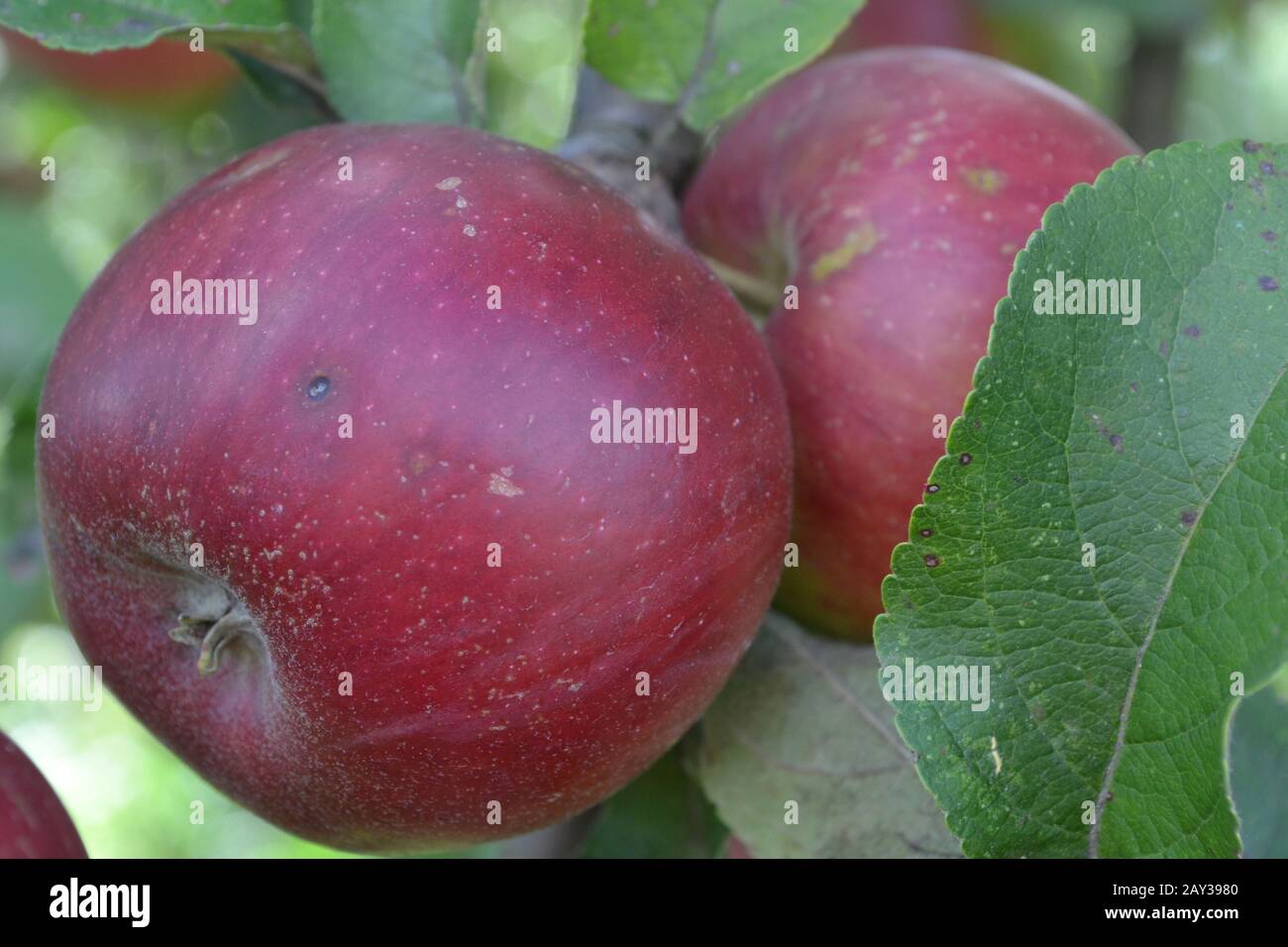Apple. Grade Jonathan. Apples average maturity. Garden. Farm. Fruits ...