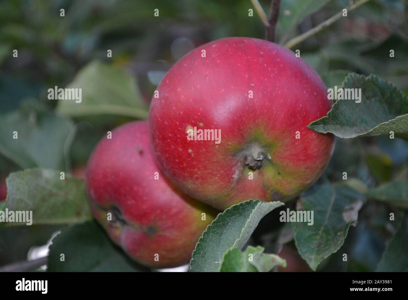 Apple. Grade Jonathan. Apples average maturity. Fruits apple on the ...