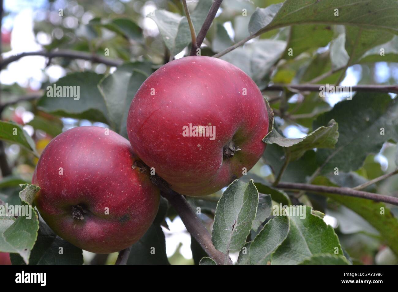 Apple. Grade Jonathan. Apples average maturity. Fruits apple on the ...
