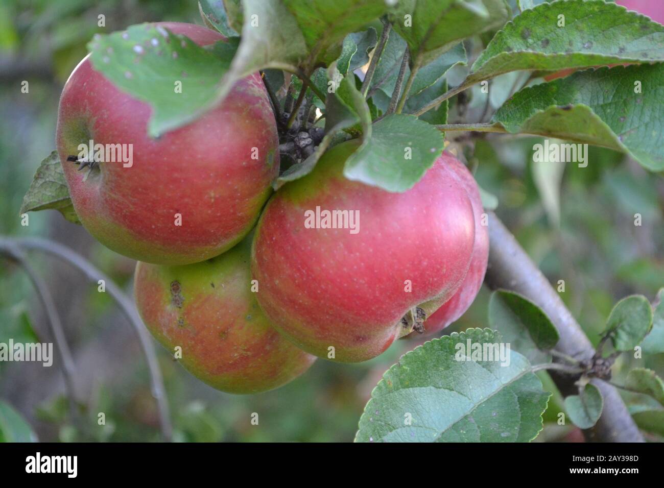 Apple. Grade Jonathan. Apples average maturity. Fruits apple on the ...