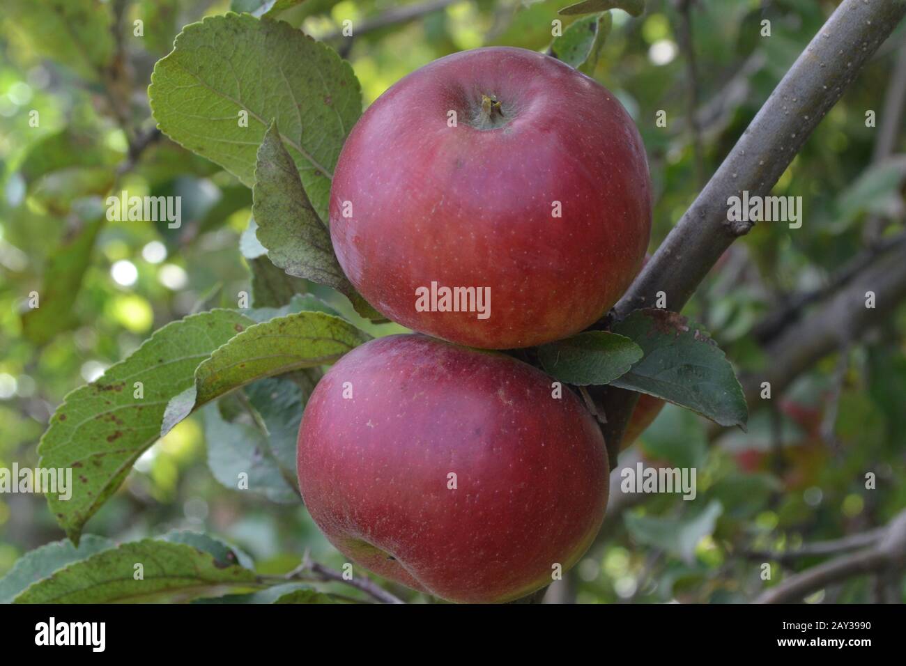 Apple. Grade Jonathan. Apples are red. Winter grade. Growing fruits ...