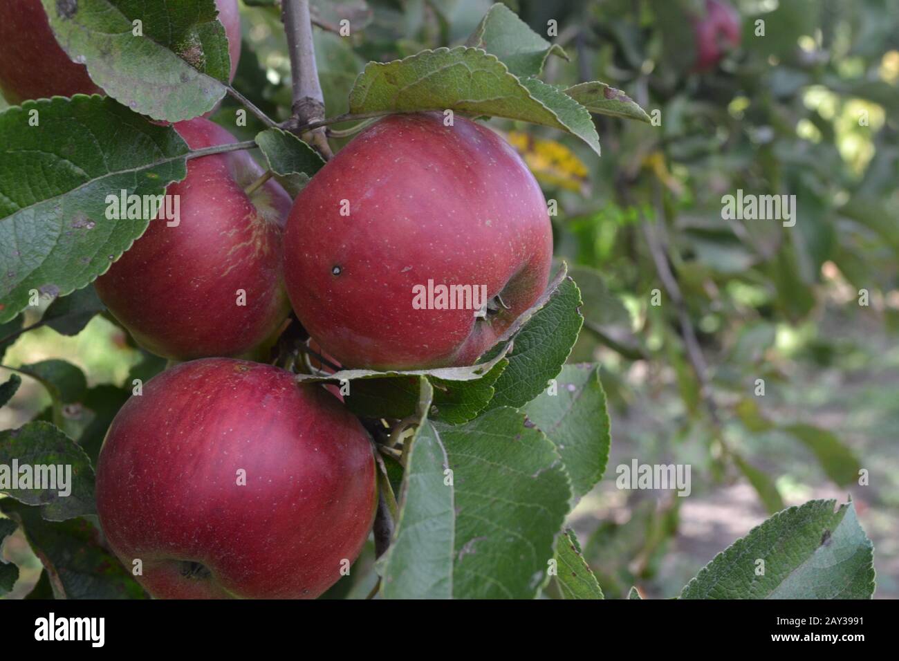 Apple. Grade Jonathan. Apples average maturity. Growing fruits. Garden ...