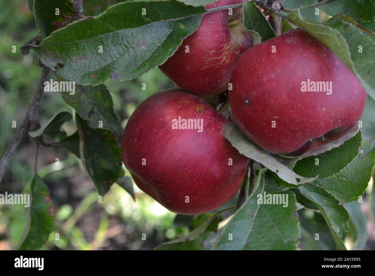 Apple. Grade Jonathan. Apples are red. Winter grade. Growing fruits ...