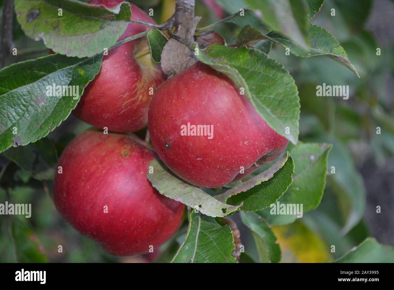 Apple. Grade Jonathan. Apples average maturity. Fruits apple on the ...