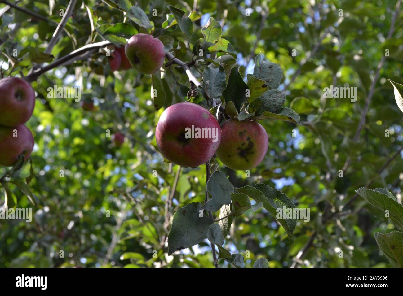 Apple. Grade Jonathan. Apples are red. Winter grade. Growing fruits ...