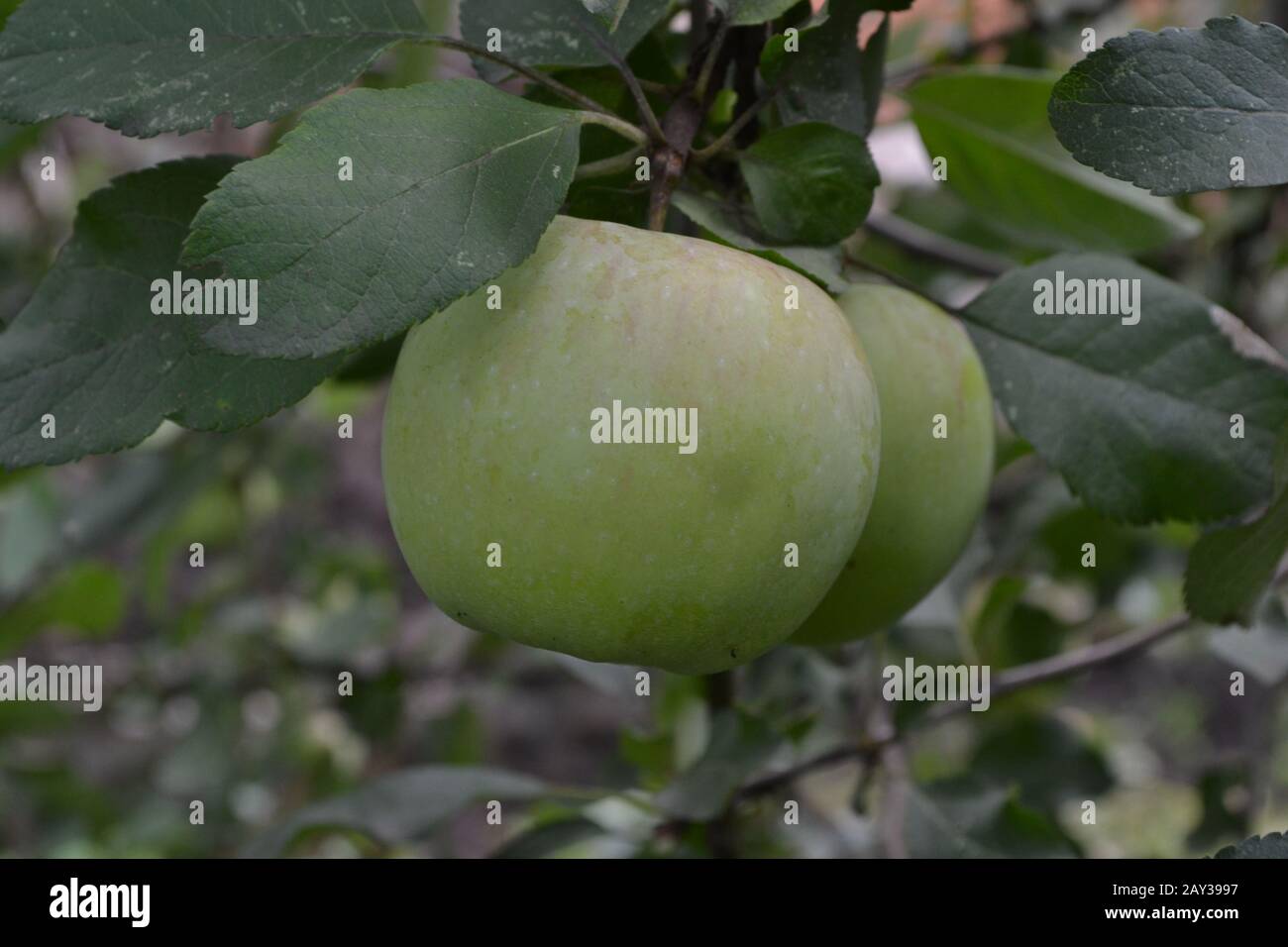 Apple. Grade Florina. Apples average maturity. Fruits apple on the ...