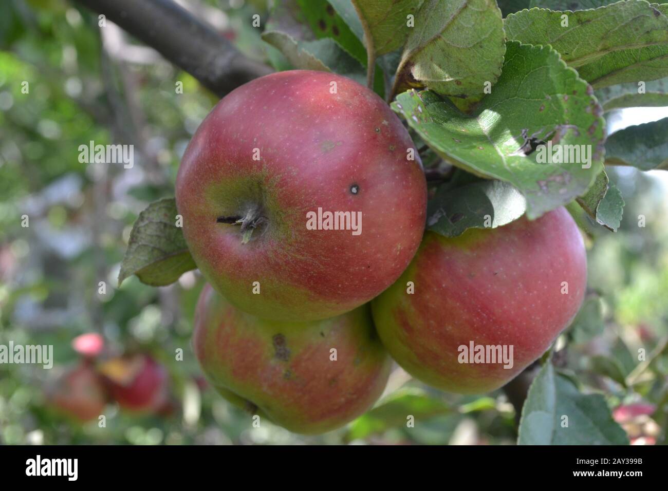Apple. Grade Jonathan. Apples average maturity. Growing fruits. Garden ...