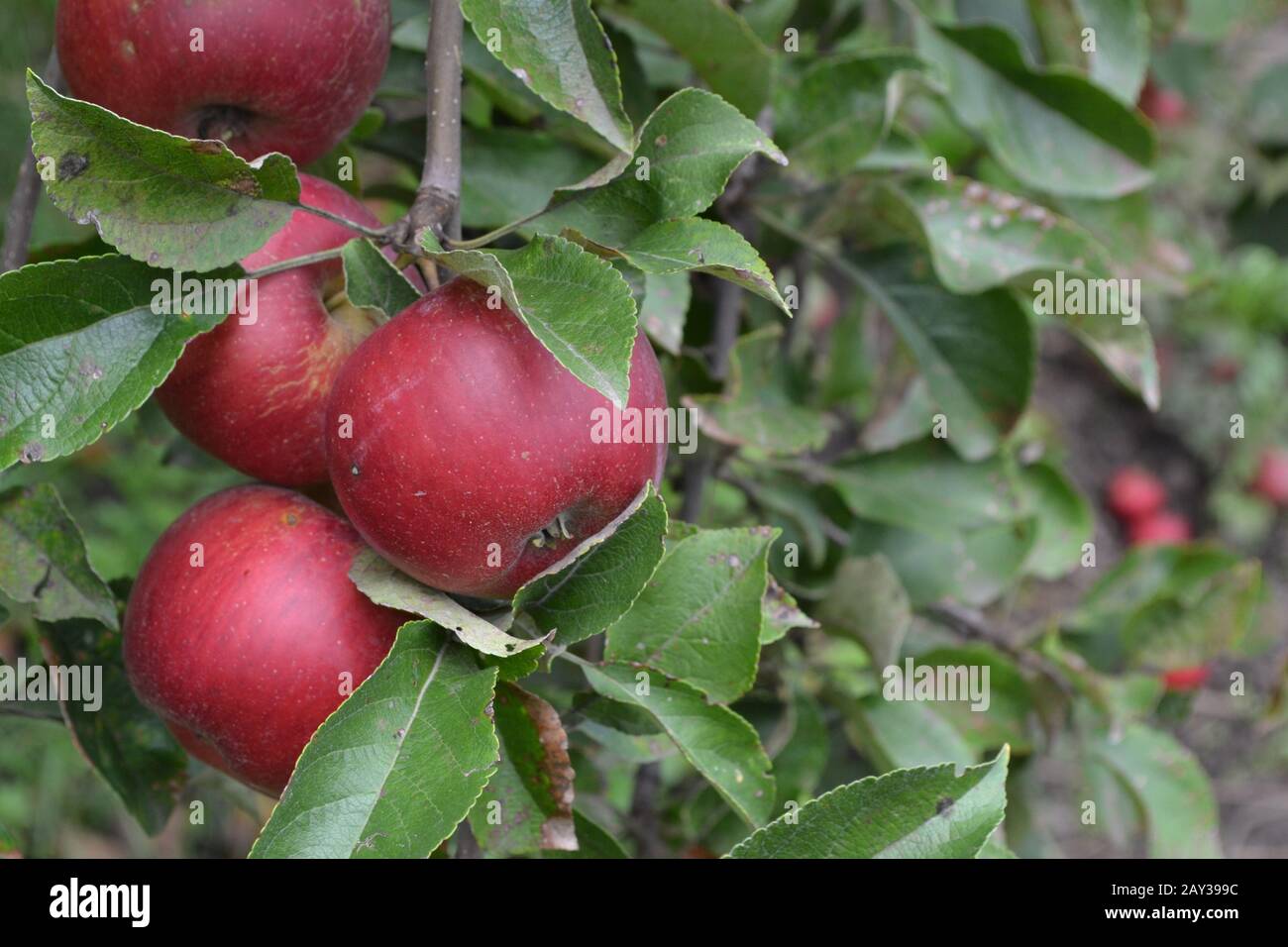 Apple. Grade Jonathan. Apples average maturity. Fruits apple on the ...
