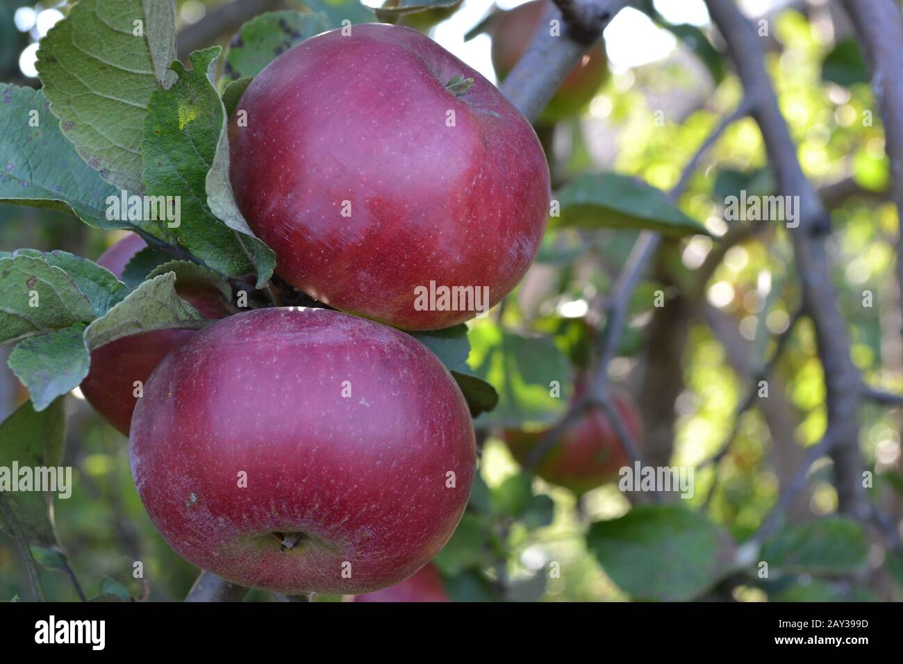 Apple. Grade Jonathan. Apples are red. Winter grade. Growing fruits ...