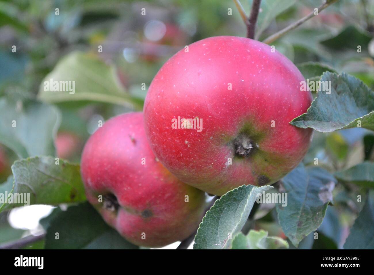 Apple. Grade Jonathan. Apples average maturity. Fruits apple on the ...