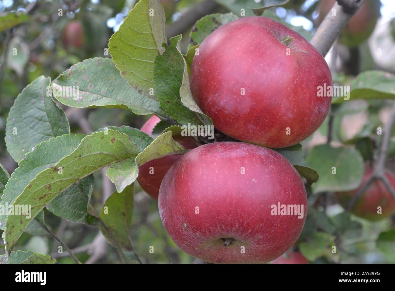 Apple. Grade Jonathan. Apples are red. Winter grade. Growing fruits ...