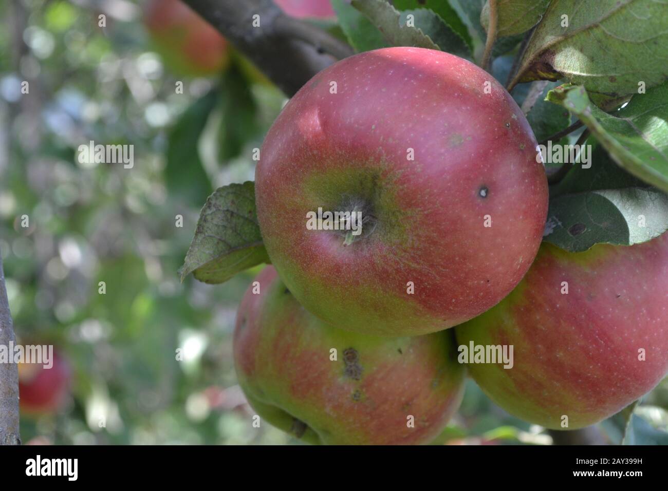 Apple. Grade Jonathan. Apples average maturity. Growing fruits. Garden ...
