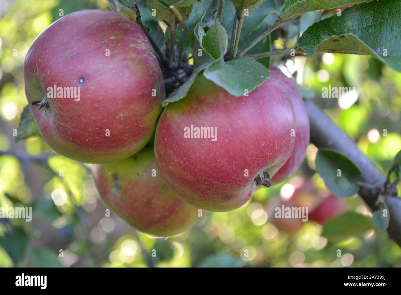 Apple. Grade Jonathan. Apples are red. Winter grade. Growing fruits ...