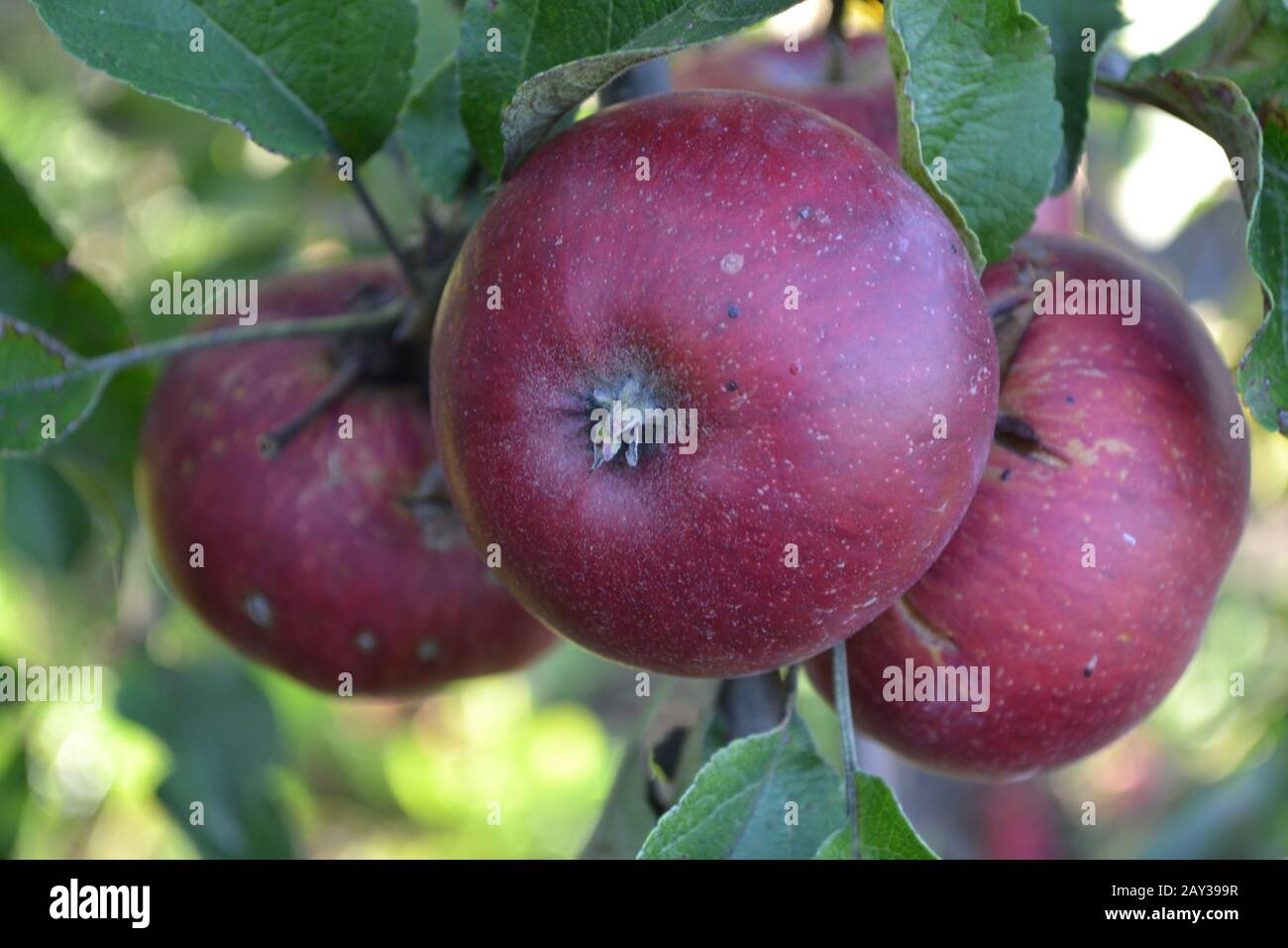 Apple. Grade Jonathan. Apples are red. Winter grade. Growing fruits ...
