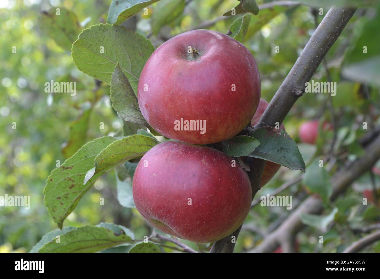 Apple. Grade Jonathan. Apples are red. Winter grade. Growing fruits ...