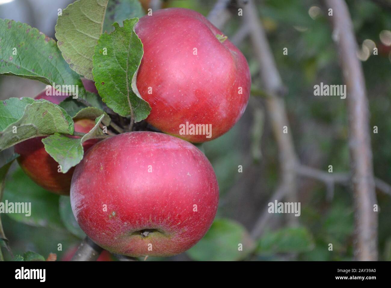 Apple. Grade Jonathan. Apples average maturity. Apple tree. Agriculture ...
