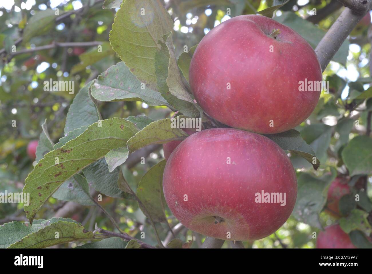 Apple. Grade Jonathan. Apples are red. Winter grade. Growing fruits ...