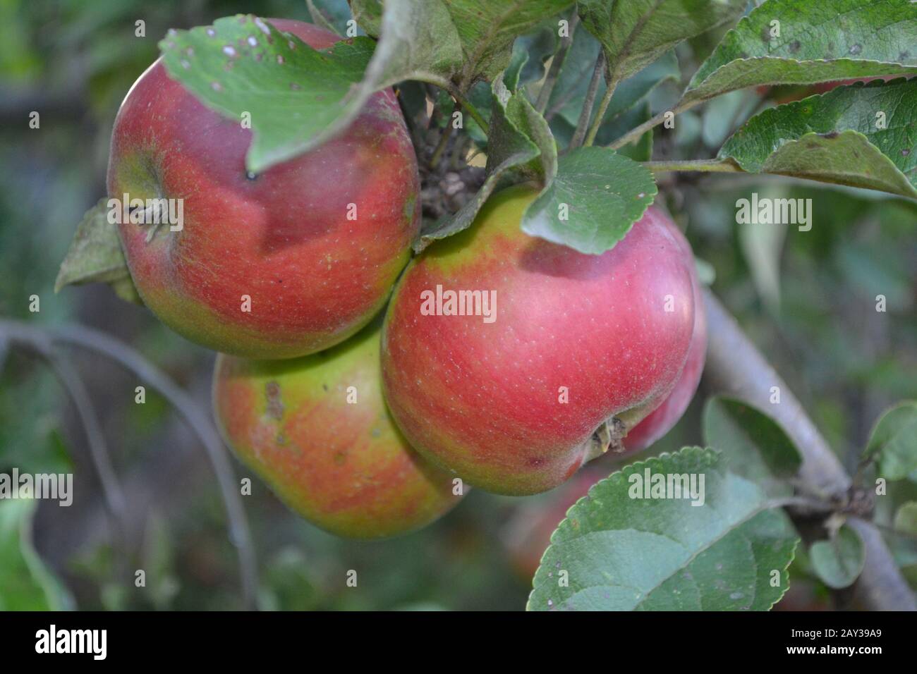 Apple. Grade Jonathan. Apples average maturity. Fruits apple on the ...