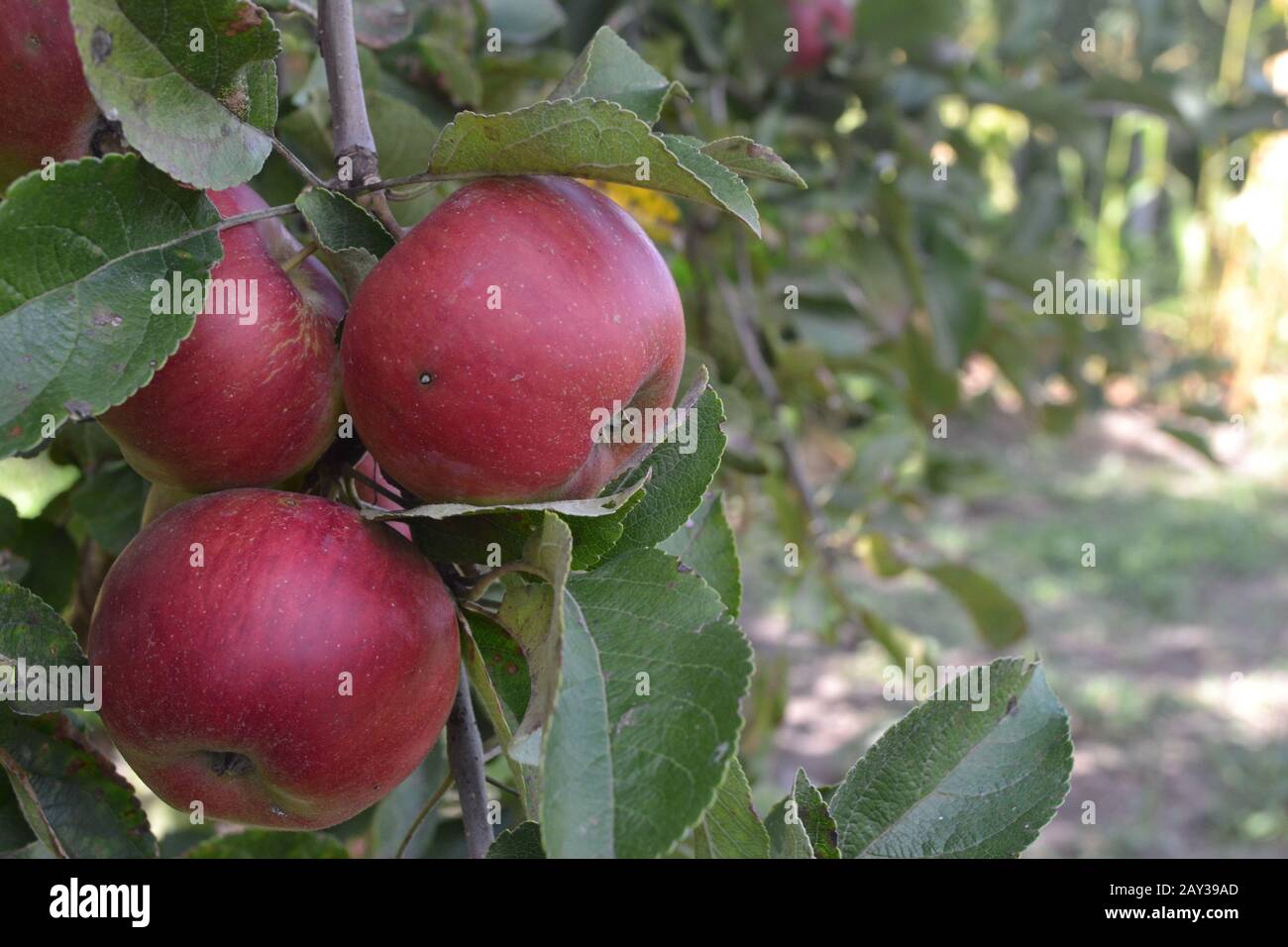 Apple. Grade Jonathan. Apples average maturity. Garden. Farm. Fruits ...