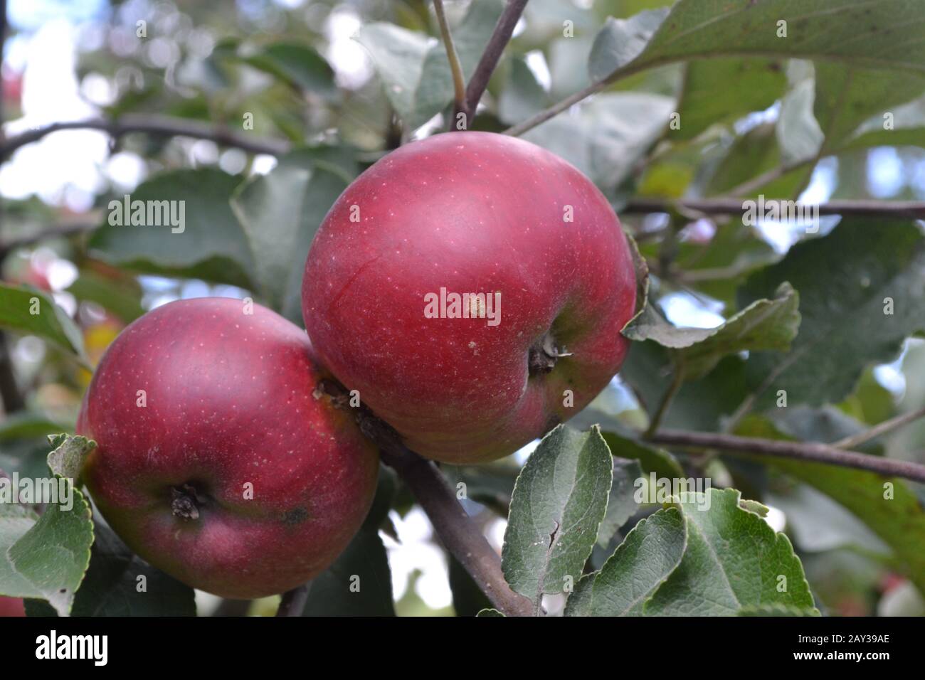 Apple. Grade Jonathan. Apples average maturity. Fruits apple on the ...