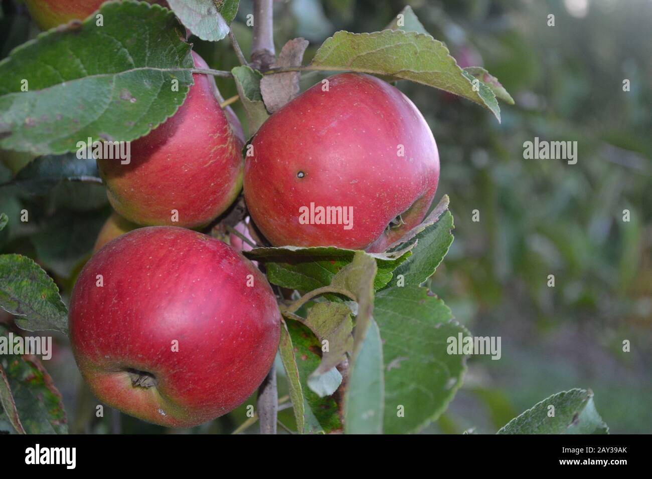 Apple. Grade Jonathan. Apples average maturity. Fruits apple on the ...