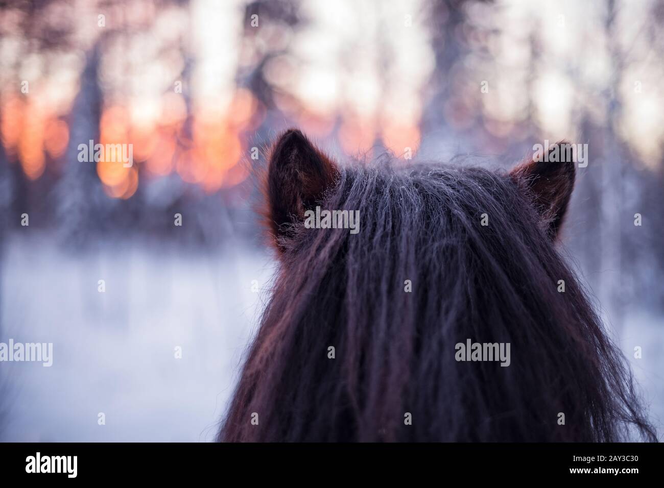Horse mane, close-up Stock Photo - Alamy