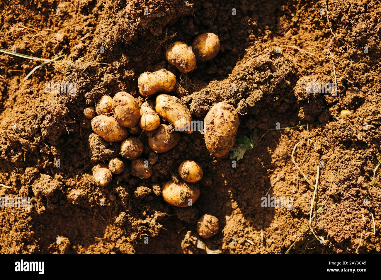 Potato root soil hi-res stock photography and images - Alamy