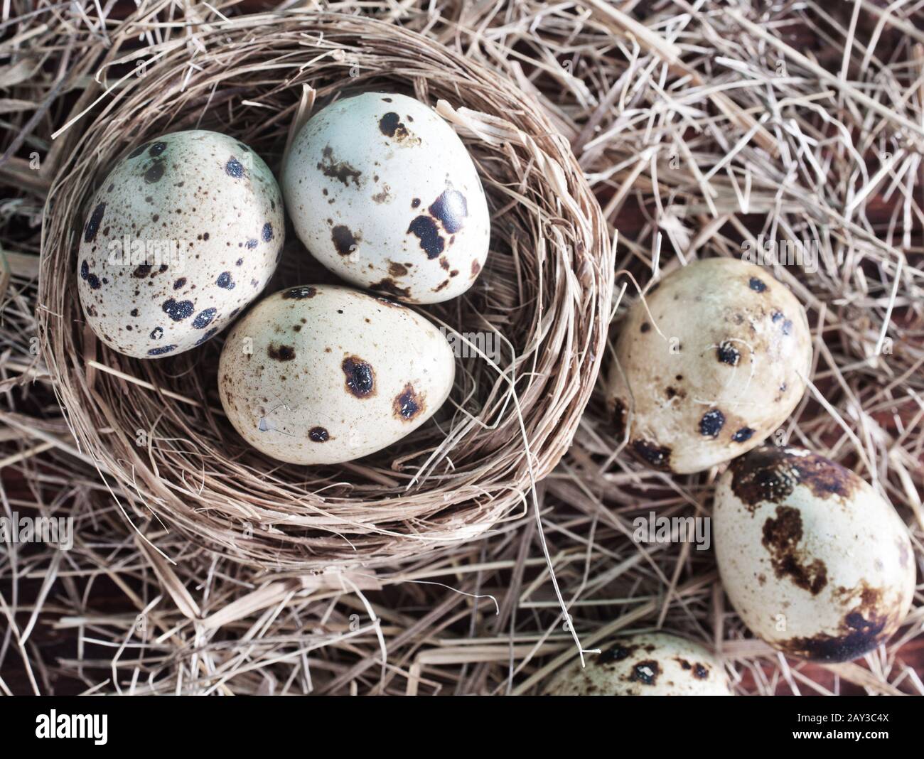 Quail uk hi-res stock photography and images - Alamy