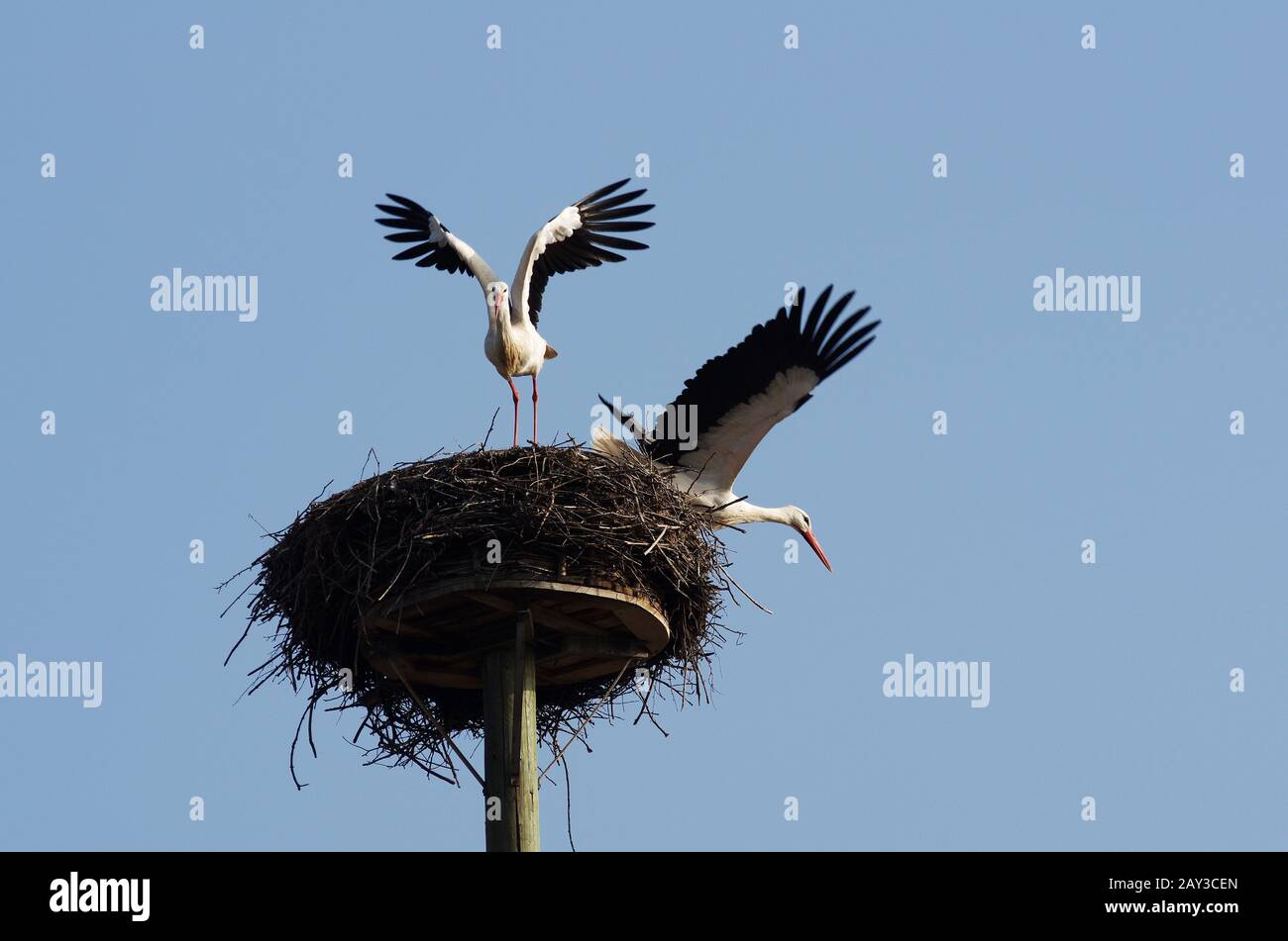 Flying white storks hi-res stock photography and images - Alamy