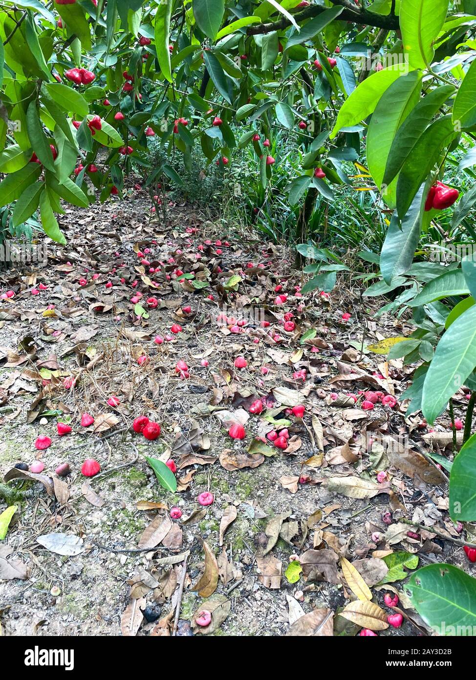 Red plum fruits on the tree at plantation in Mekong Delta, Vietnam ...