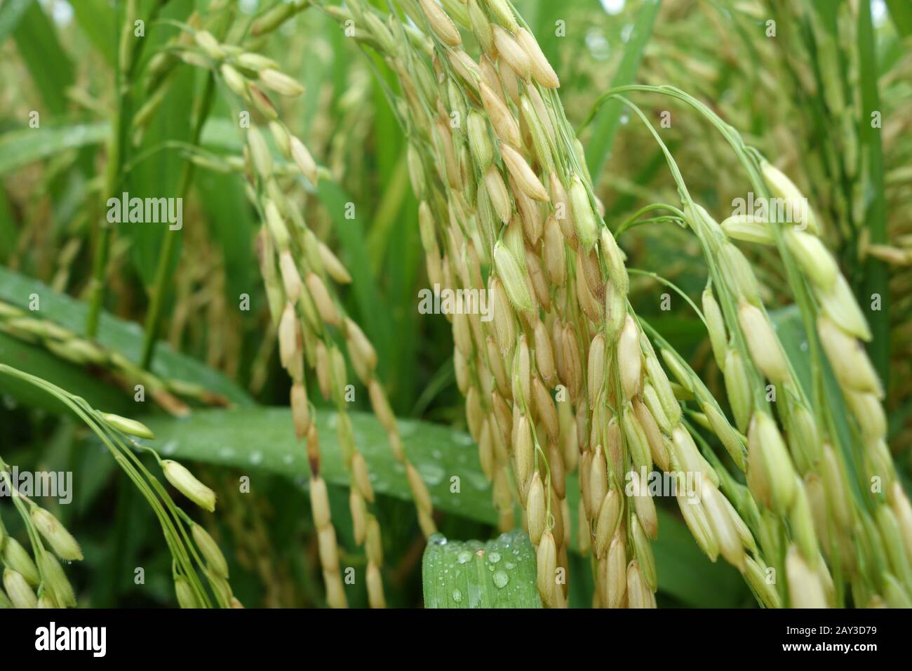 Ripe Paddy Field High Resolution Stock Photography and Images - Alamy