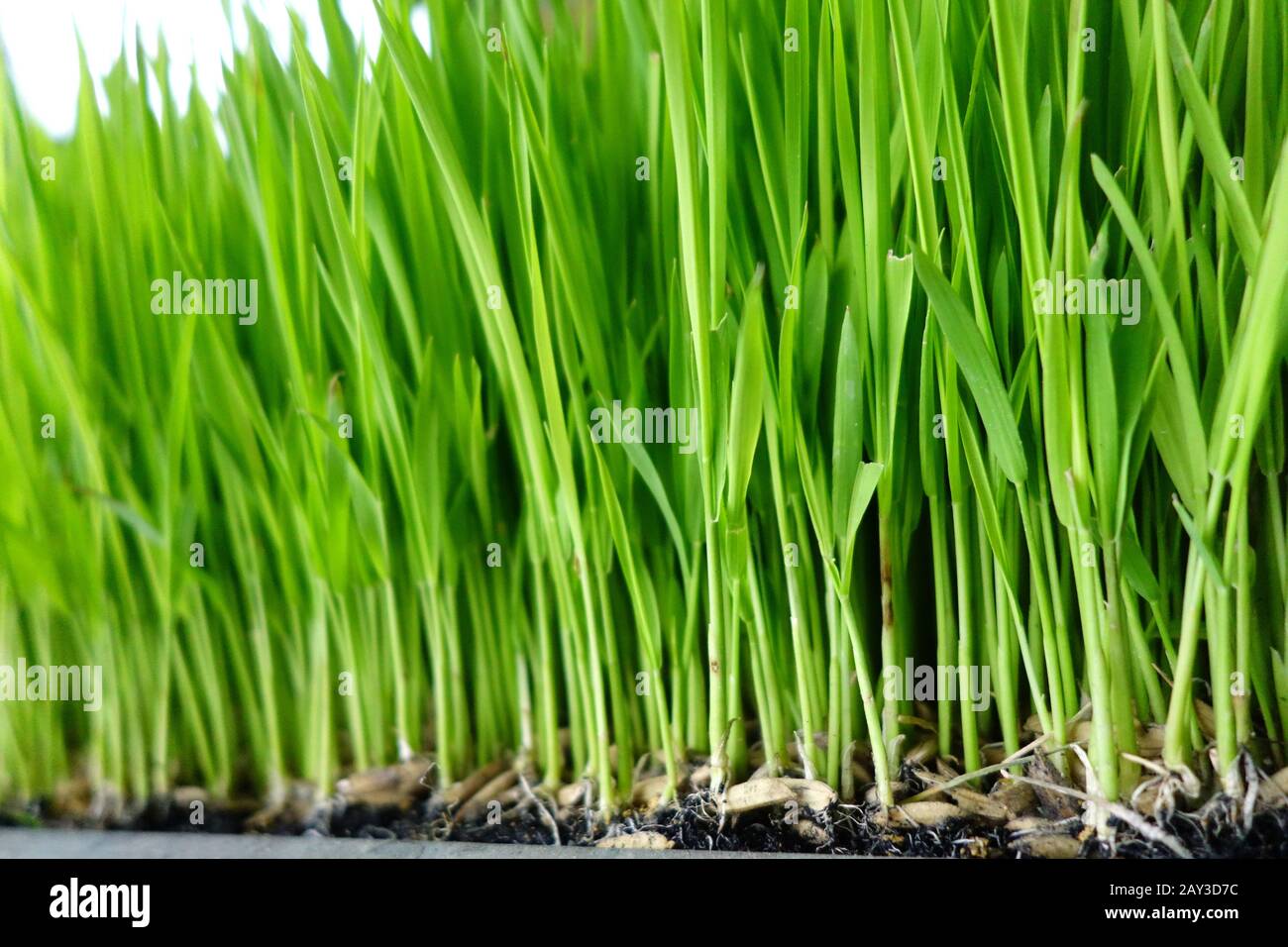 Rice sprout in the rice field Stock Photo - Alamy