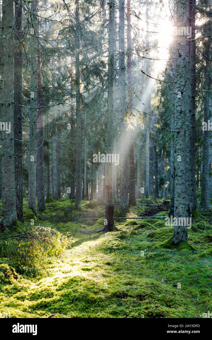 Sun shining through spruce tree hi-res stock photography and images - Alamy