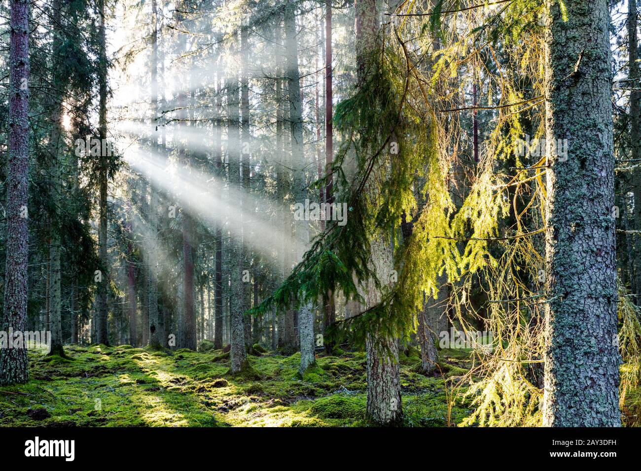 Sun shining through spruce tree hi-res stock photography and images - Alamy